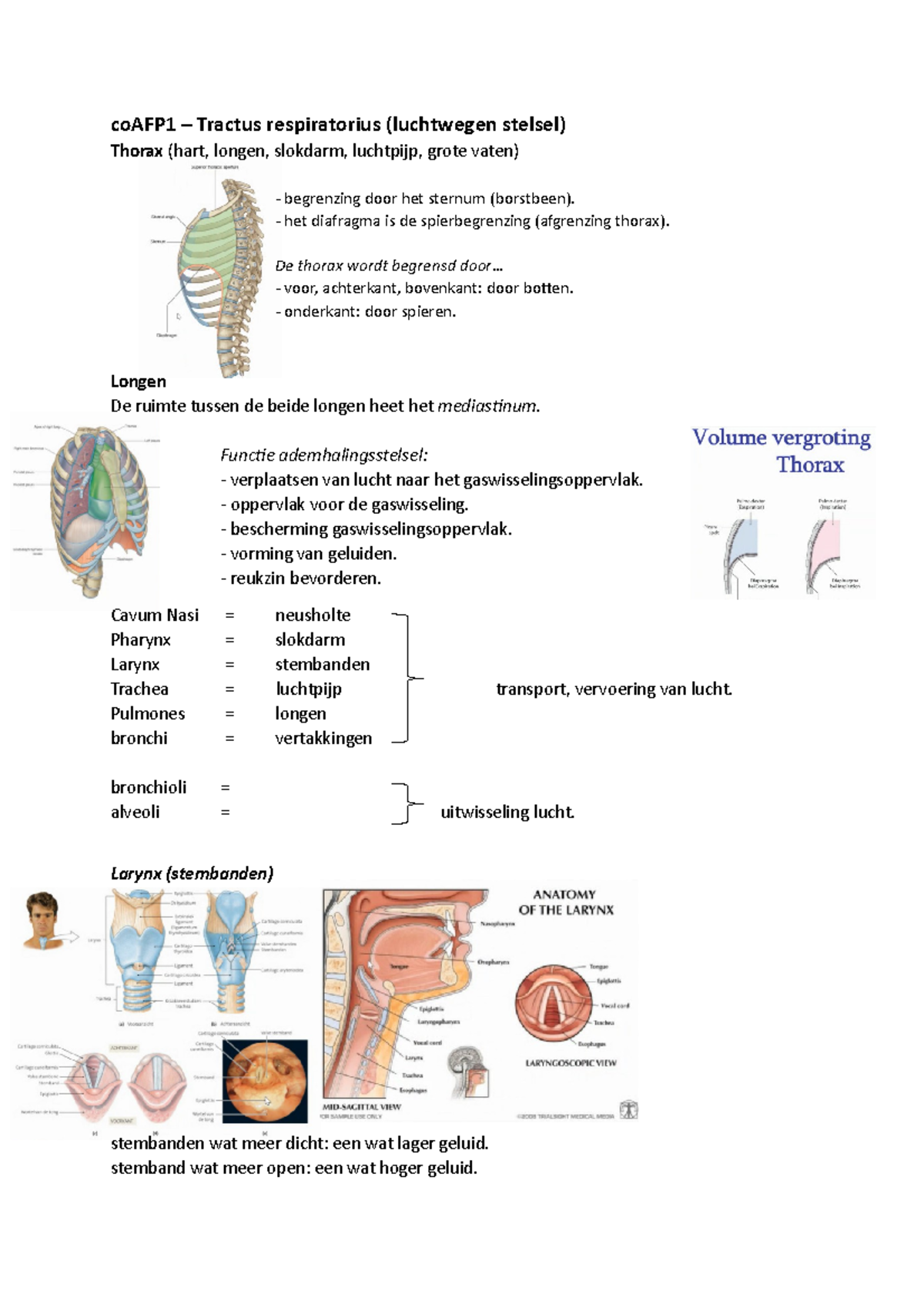 AFP - afp - coAFP1 – Tractus respiratorius (luchtwegen stelsel) Thorax ...