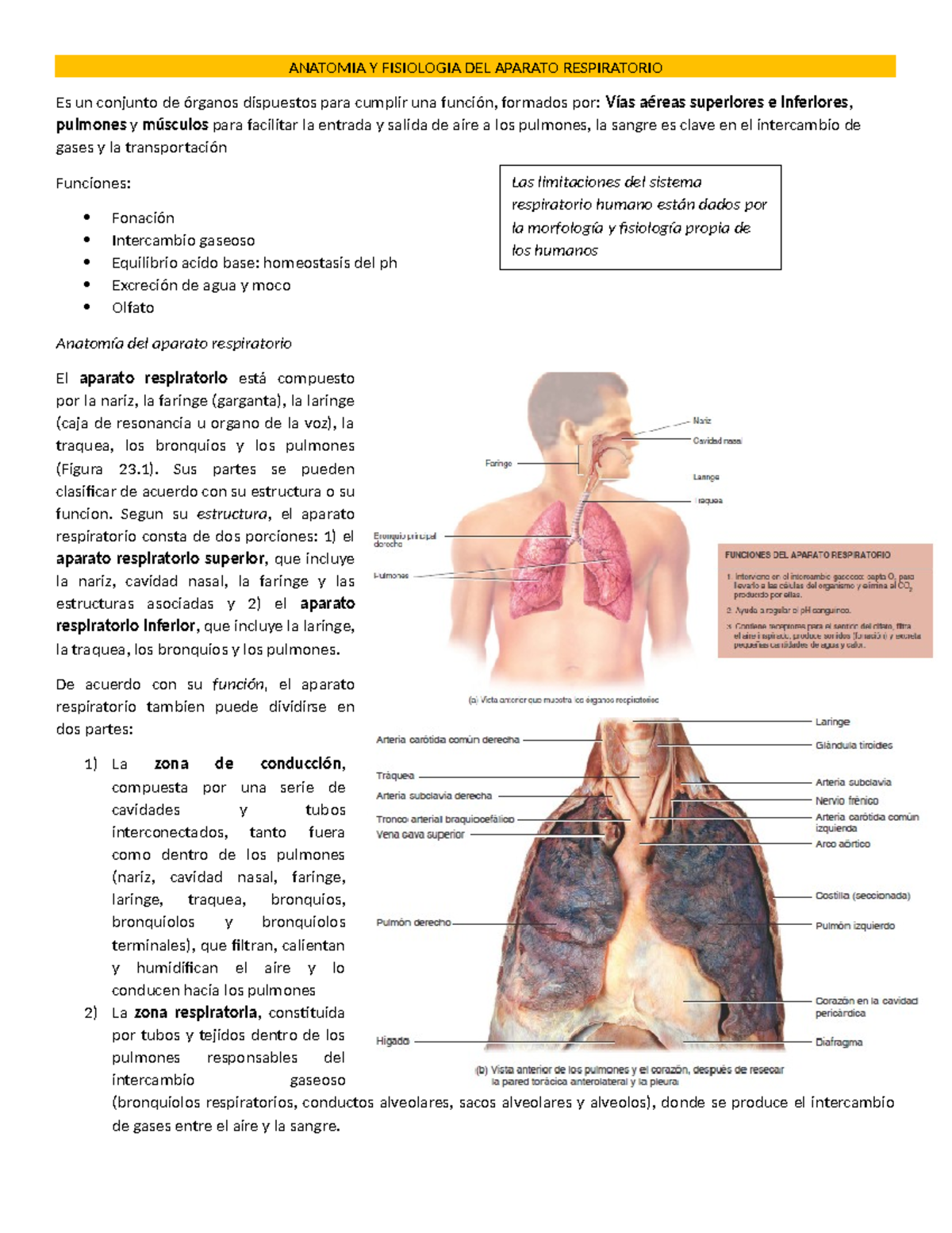 Anatomia Y Fisiologia DEL Aparato Respiratorio - ANATOMIA Y FISIOLOGIA DEL APARATO RESPIRATORIO ...