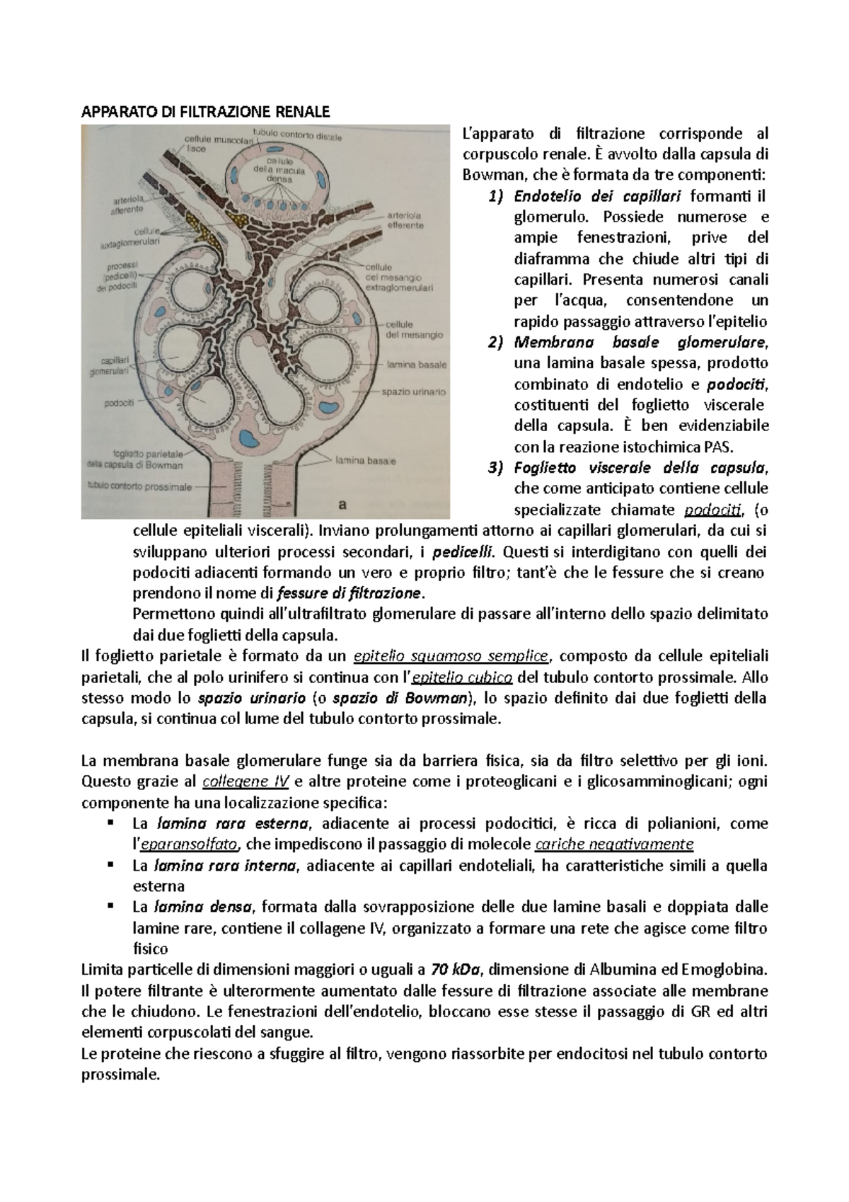 Lezione 18 - appunti - APPARATO DI FILTRAZIONE RENALE L’apparato di ...