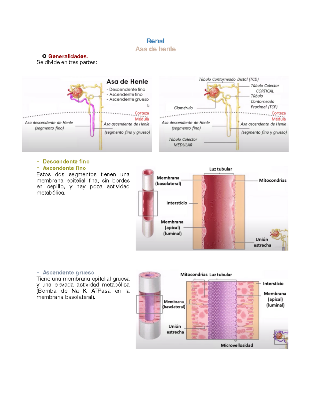 Asa de Henle - Renal - Renal Asa de henle Generalidades. Se divide en ...