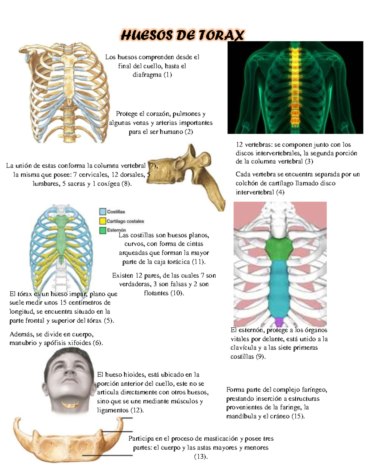 Infografia - INFOGRAFA DEL TORAX - HUESOS DE TORAX Los huesos ...