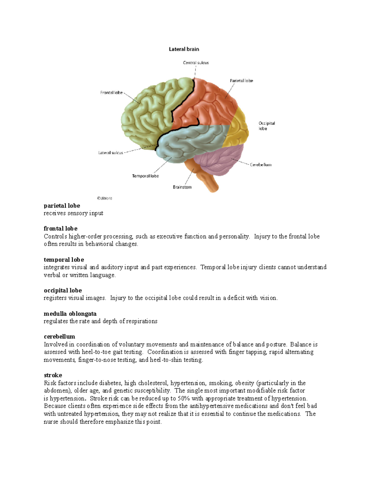U World Neuro - parietal lobe receives sensory input frontal lobe ...