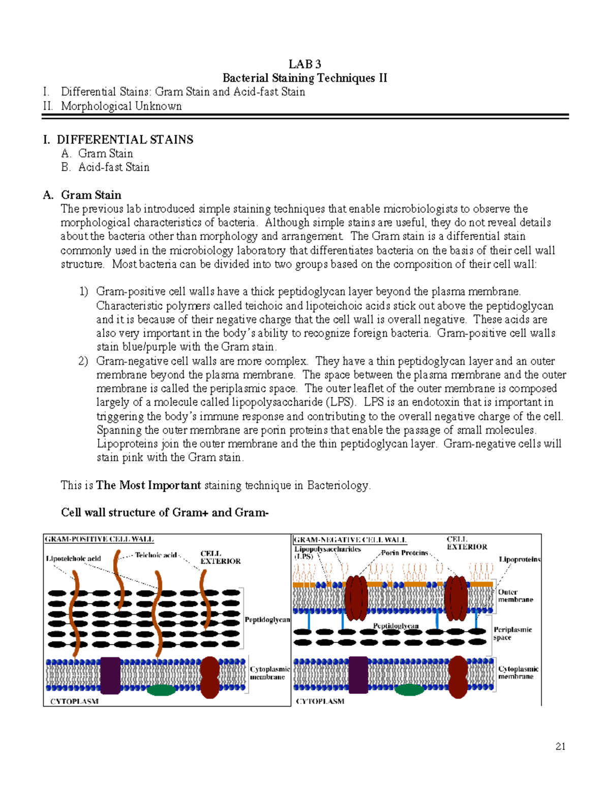 Lab 03 - sdfgbn - LAB 3 Bacterial Staining Techniques II I ...