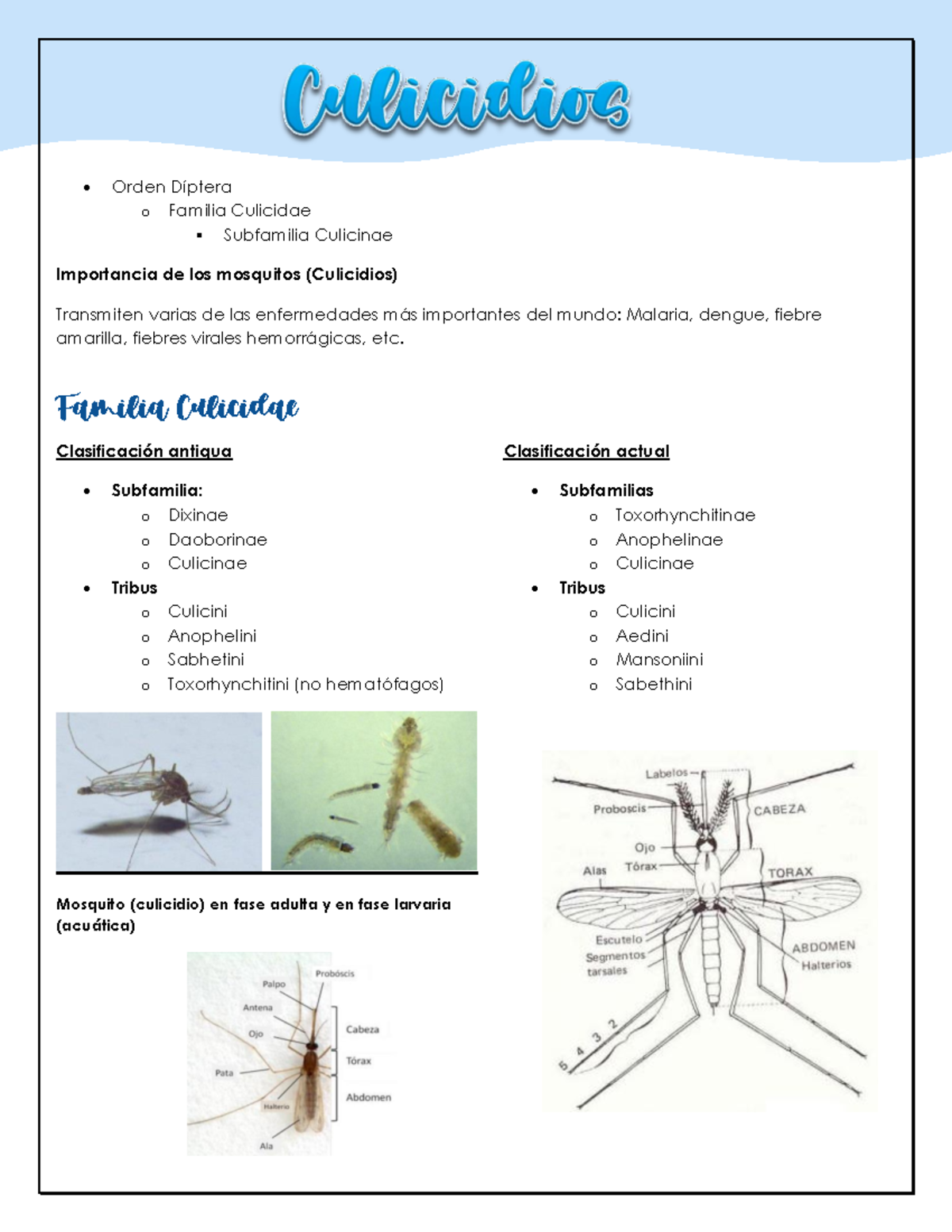 Culicidios - resumen - Orden Díptera o Familia Culicidae Subfamilia ...