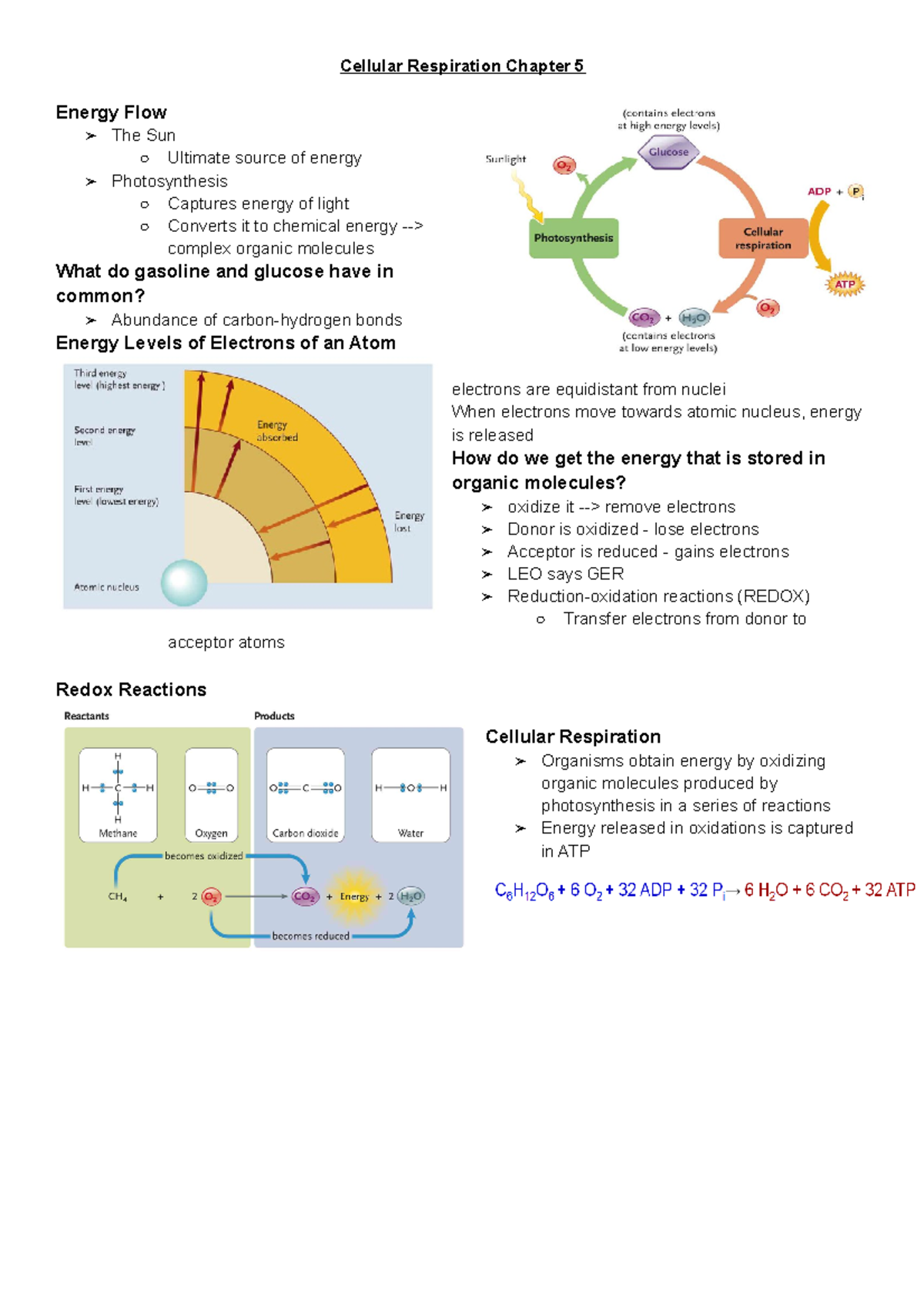 Bio Midterm 2 Study Notes - Cellular Respiration Chapter 5 Energy Flow ...