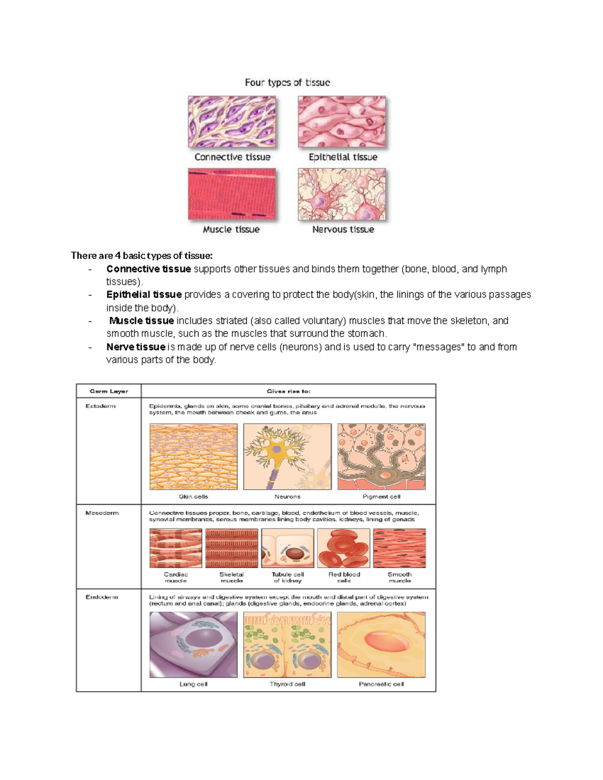 Tissues of the body - Picture and notes of skin systems - There are 4 ...