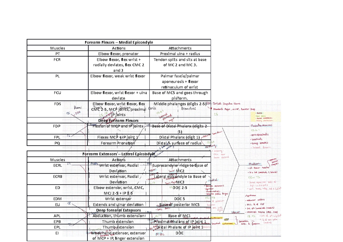 FMA Final Exam Notes - Forearm Flexors – Medial Epicondyle Muscles ...