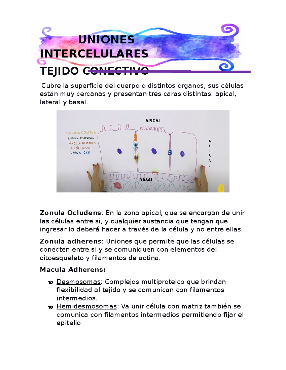 Uniones Intercelulares - UNIONES INTERCELULARES TEJIDO CONECTIVO Cubre ...
