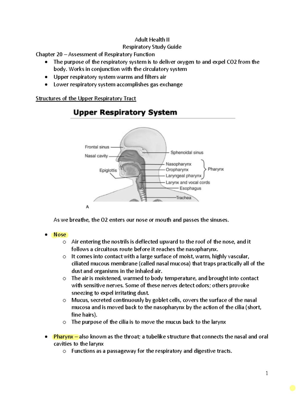 Respiratory SG - Adult Health II Respiratory Study Guide Chapter 20 ...