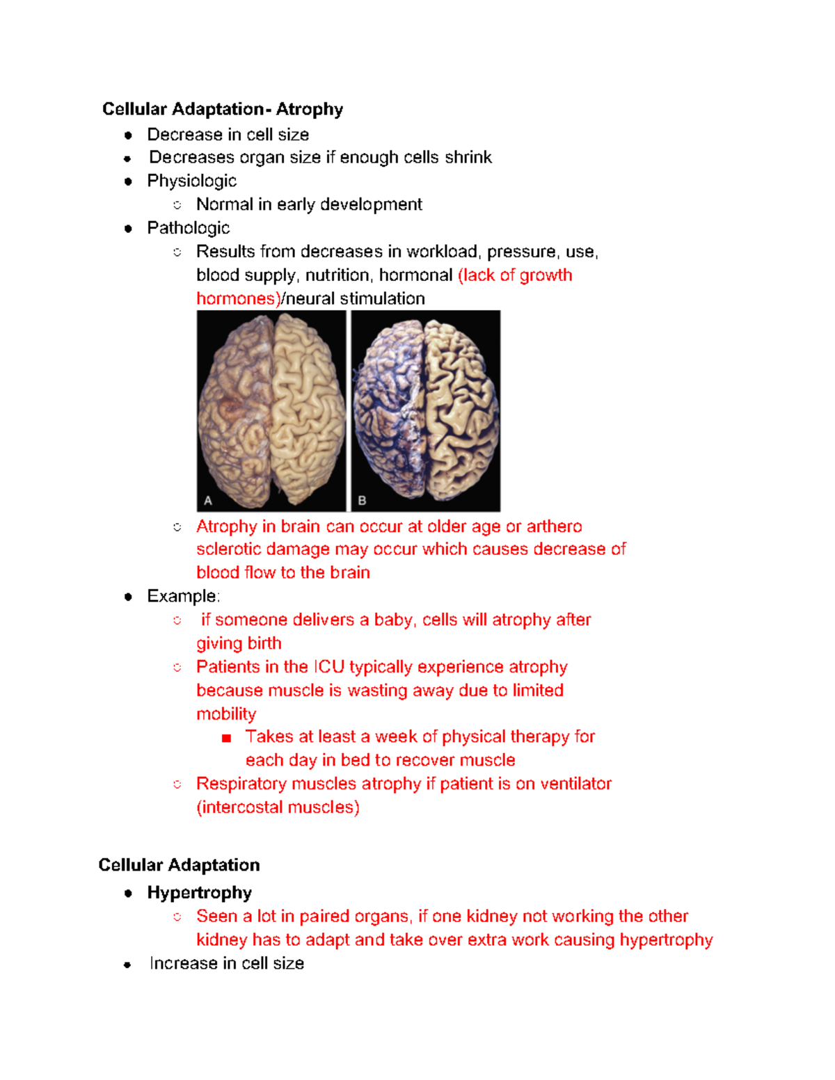 Exam 1 notes - Cellular Adaptation- Atrophy Decrease in cell size ...