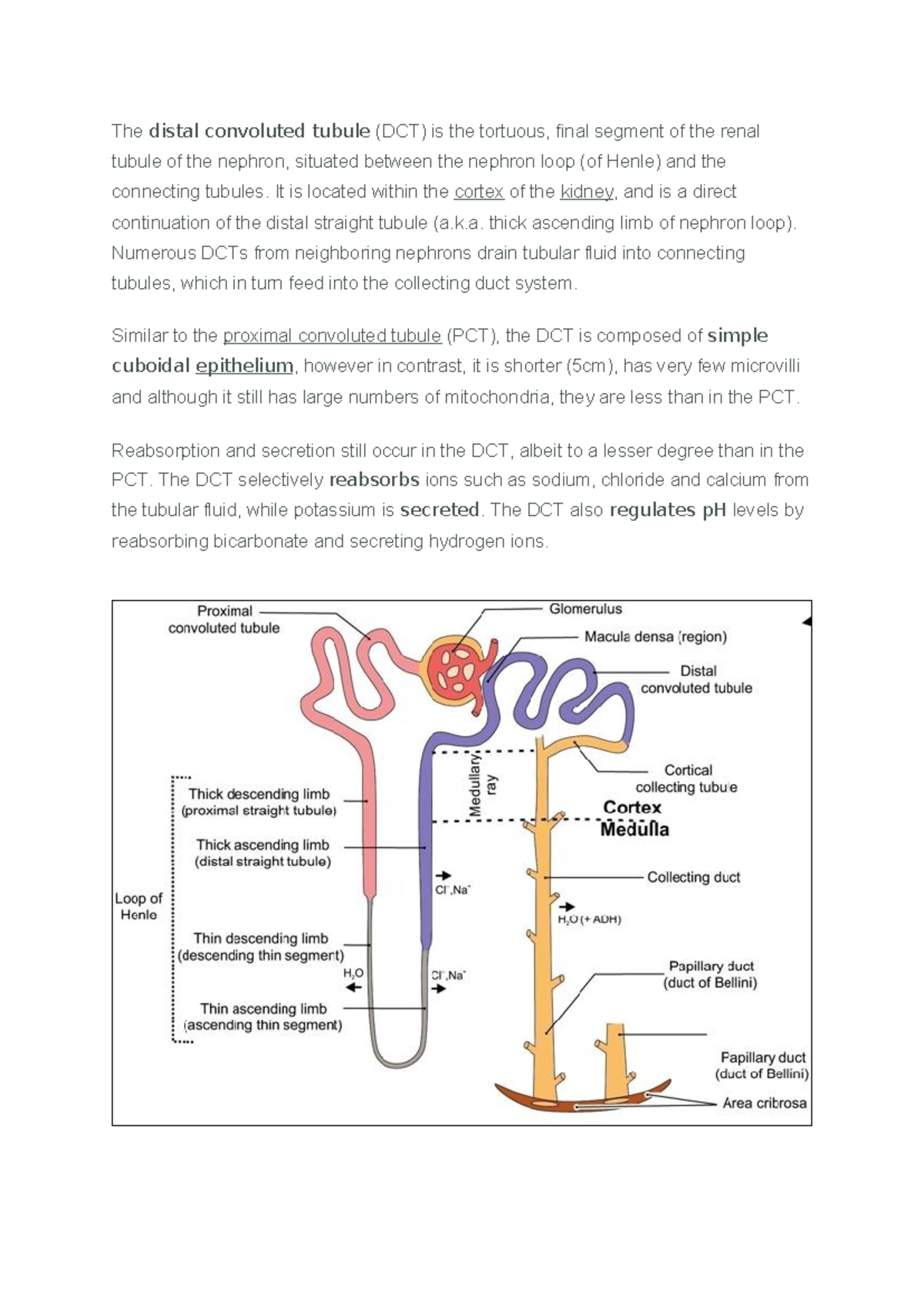 Distal convoluted tubule - It is located within the cortex of the ...