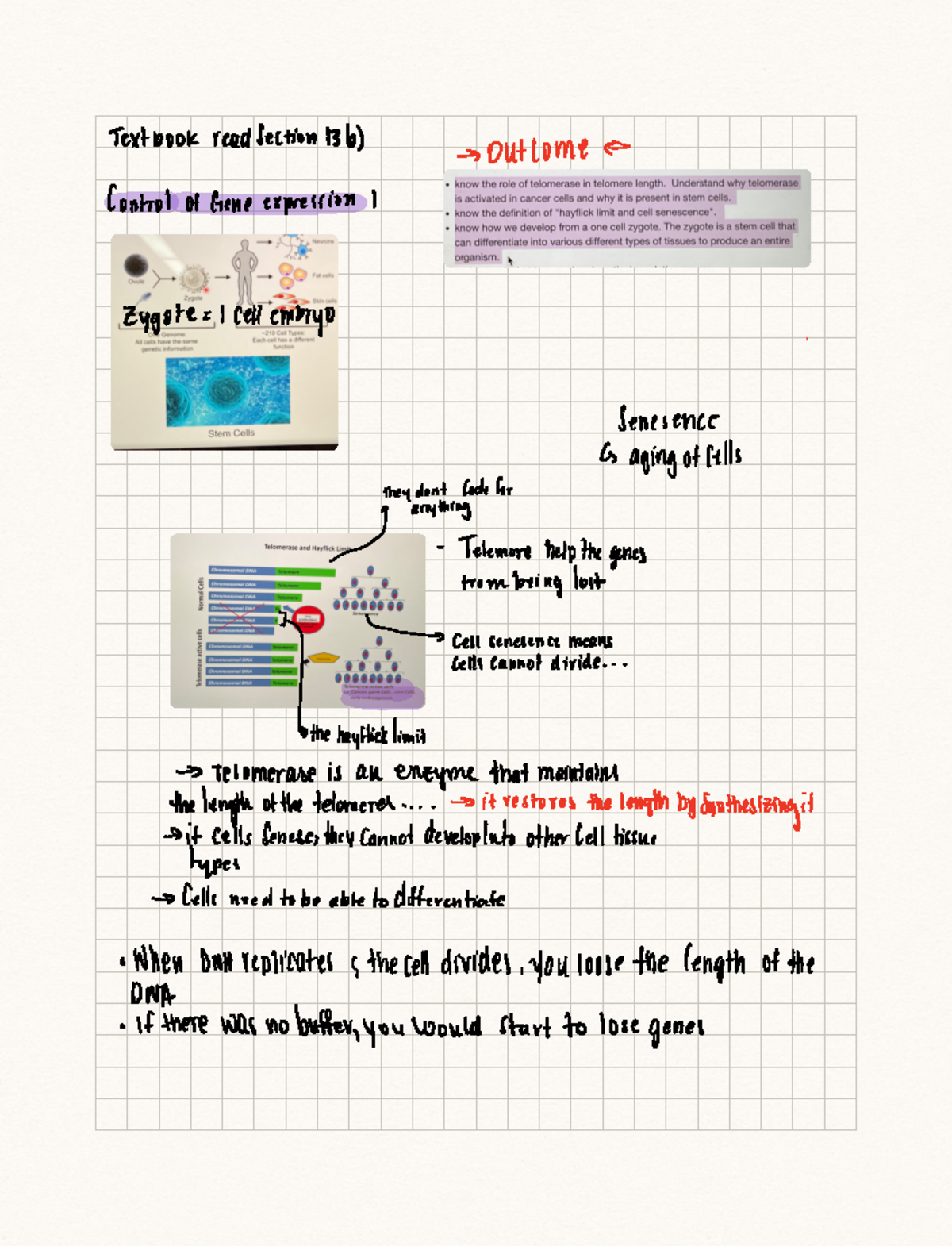 Cycle 8 control of Gene expression - Biology 1002B - Studocu