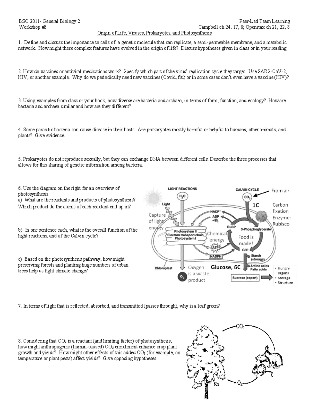 InClass Worksheet Day 3 - BSC 2011- General Biology 2 Peer-Led Team ...