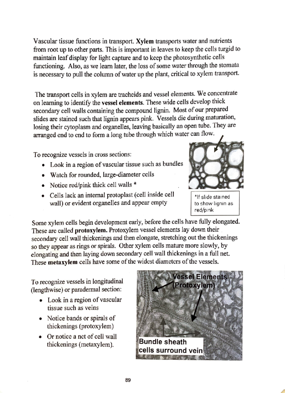 Lab 5: Leaves and Intro to Tissues - BIOLOGY/ BOTANY 130 - Studocu