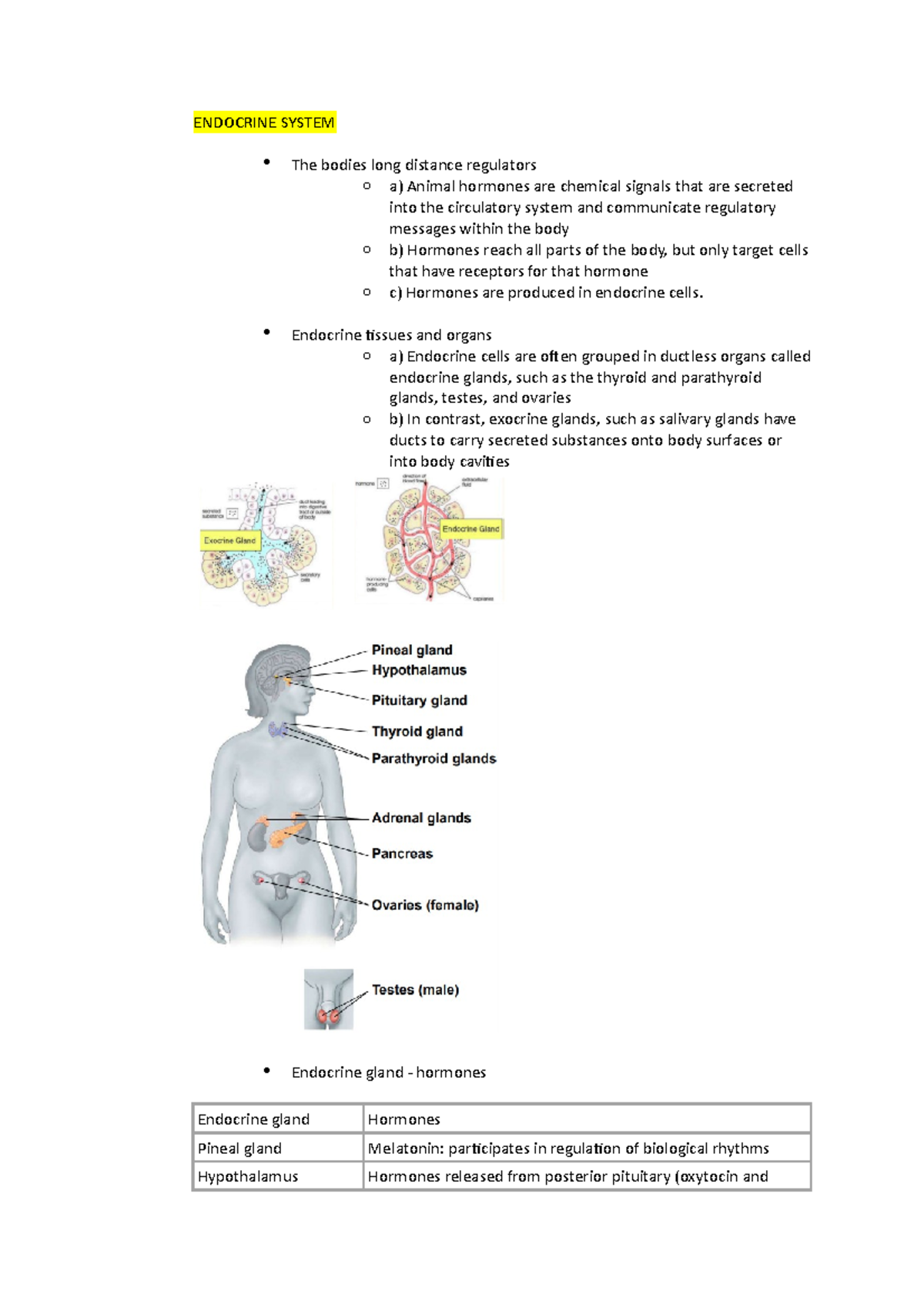 Endocrine System lecture notes - ENDOCRINE SYSTEM The bodies long ...