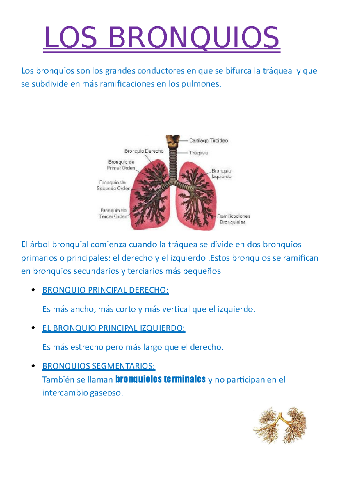 LOS Bronquios - LOS BRONQUIOS Los bronquios son los grandes conductores ...