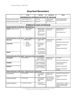 4 Anterior TA Muscles 4 Anterior TA Muscles 4 Anterior TA Muscles ...