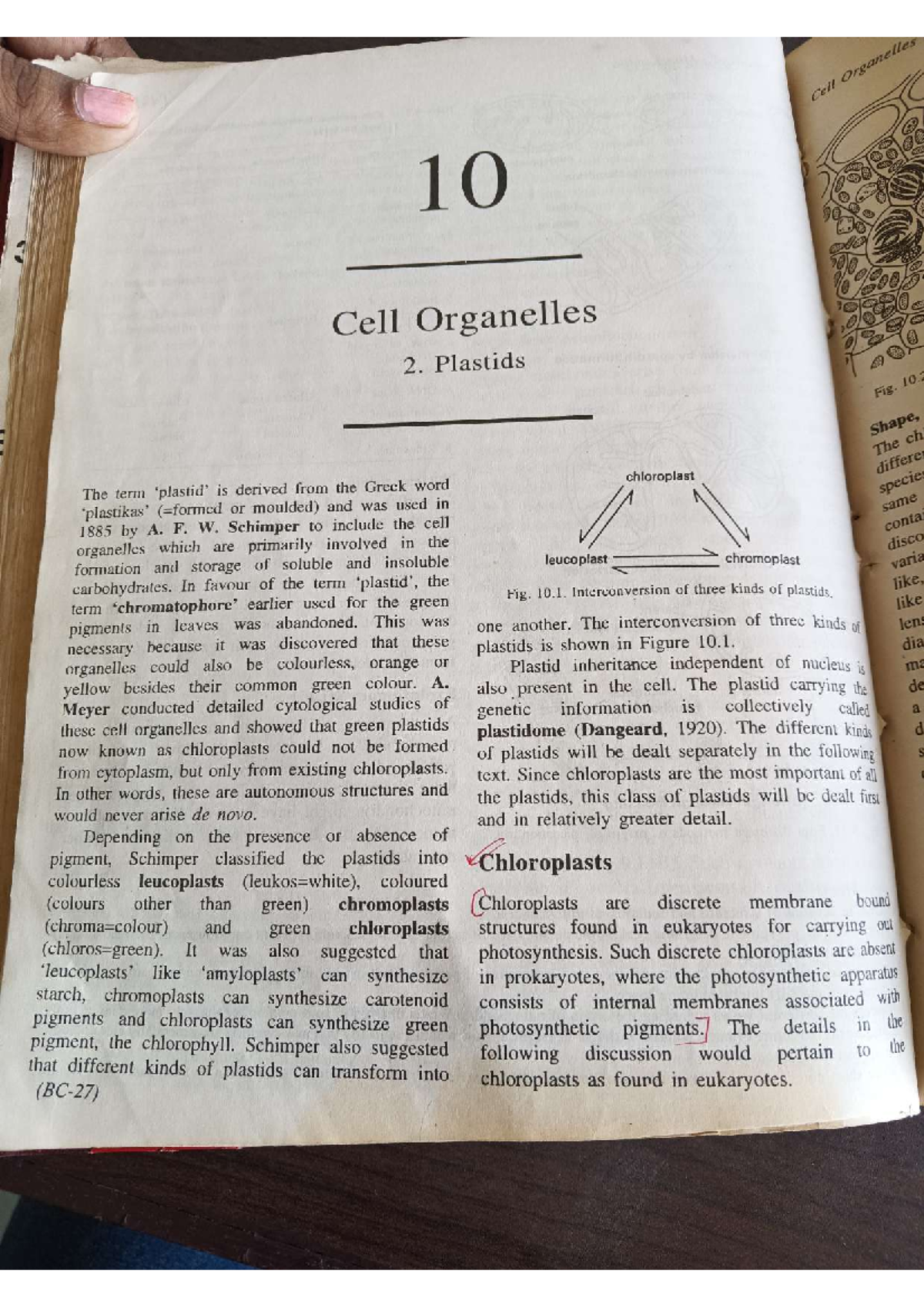 CB unit 3 chloroplast - Cell bio - BSc. life sciences - Studocu