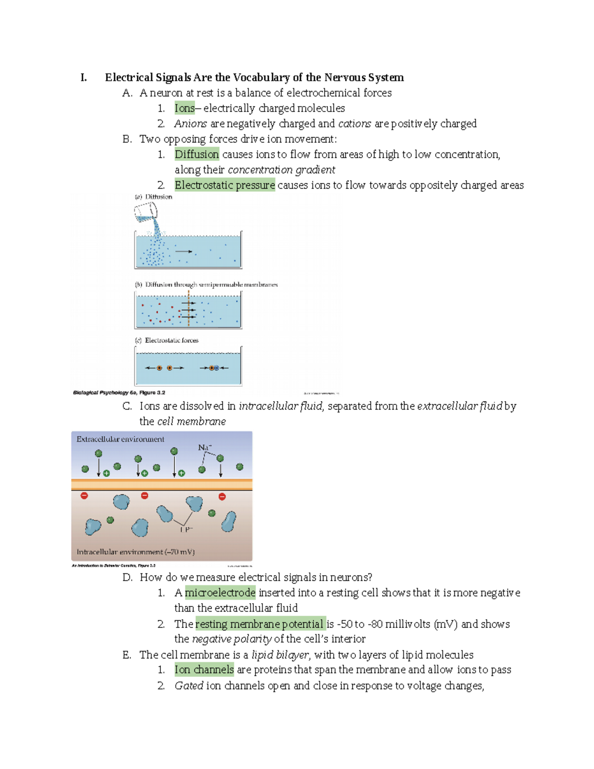 Functional Neuroanatomy- Part 2 - I. Electrical Signals Are the ...