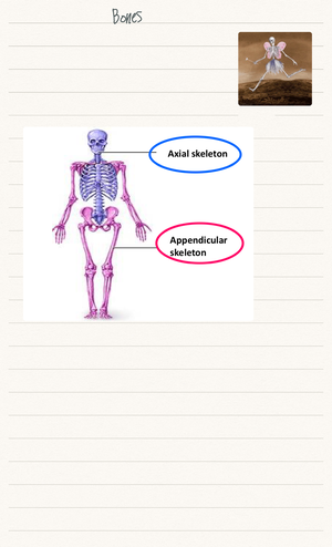 Nervous system note - Notes - nervous system Funtbak left right up and ...