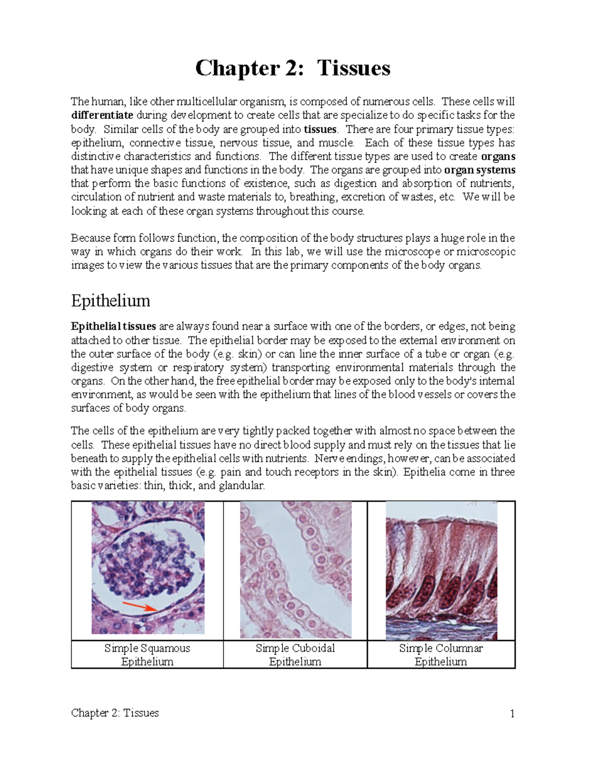 2-152 Tissues 2022 - Chapter 2: Tissues The human, like other ...