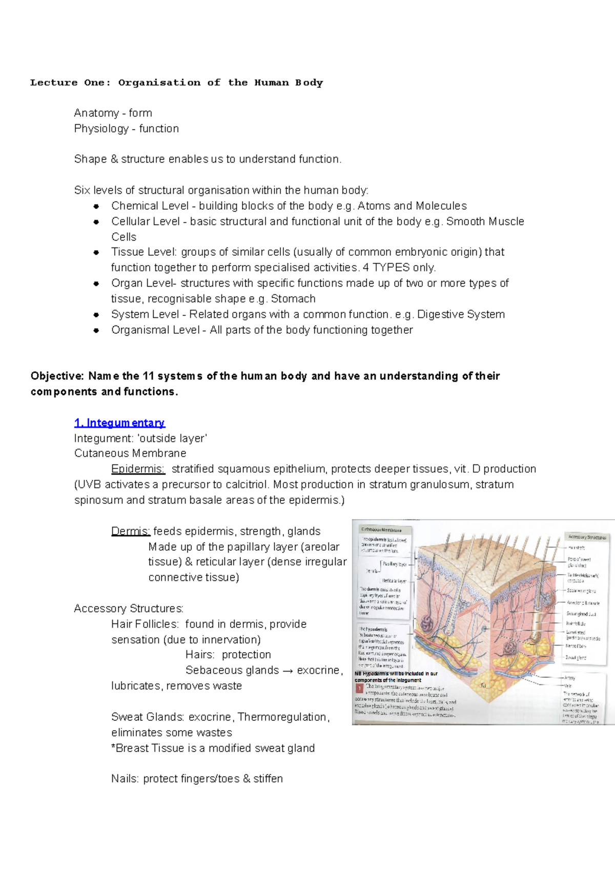 Lecture One notes - Organisation of the Human Body - - Studocu