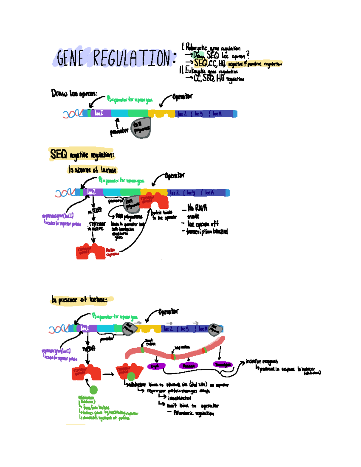 Gene Regulation organizers - 01:119:115 - Studocu