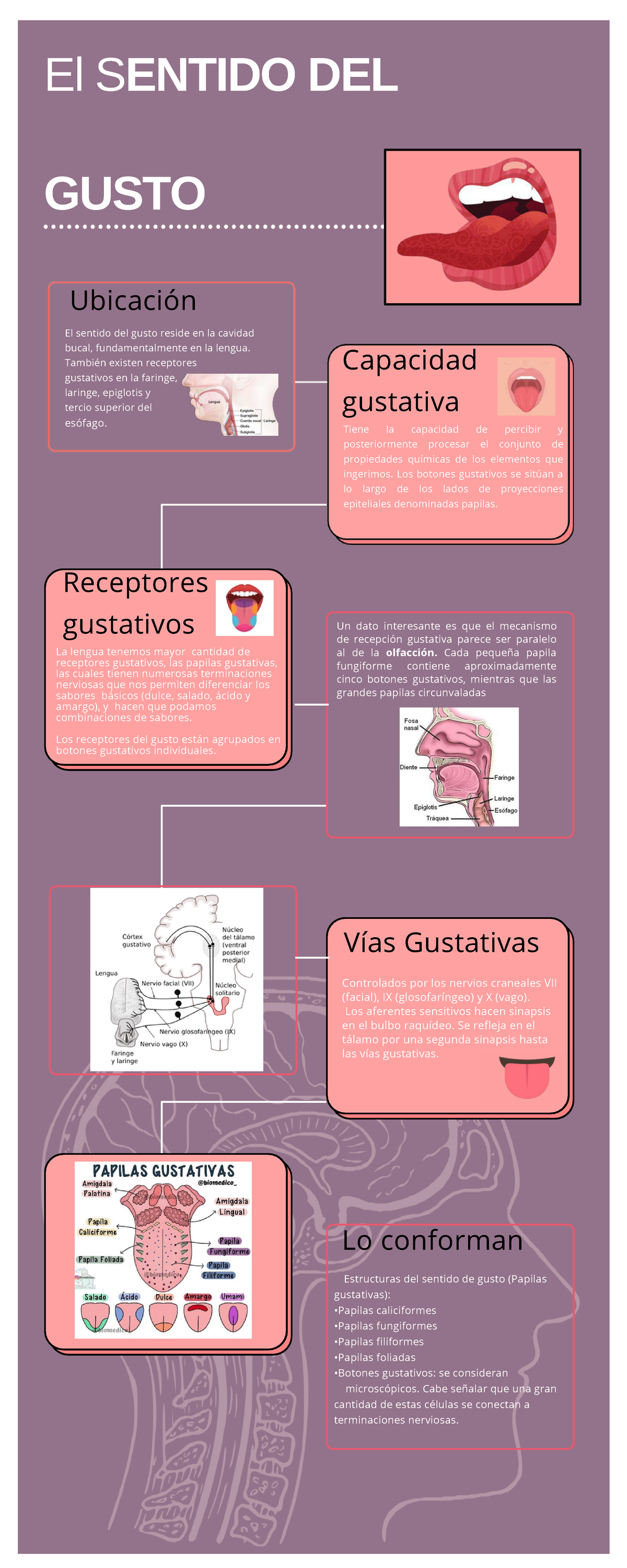 Infografia Sentido Del Gusto El SENTIDO DEL GUSTO Estructuras Del