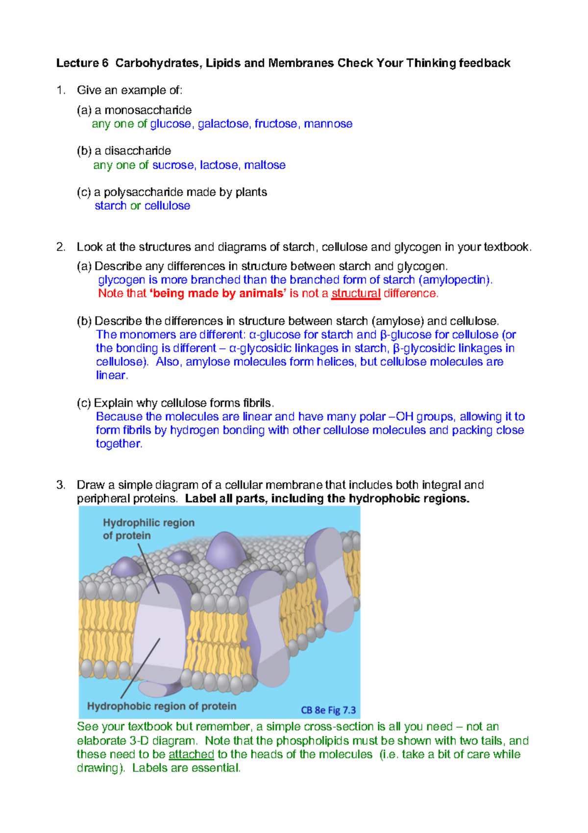 Lect 6 Carbohydrates Check Your Thinking feedback - Lecture 6 ...