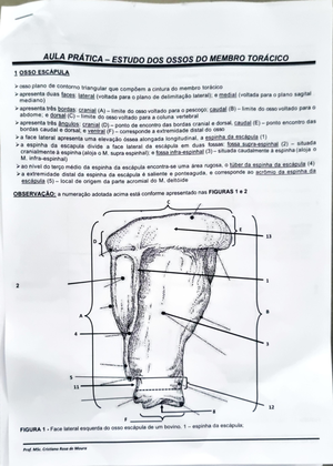 Cistotomia e cistostomia - Clínica Cirúrgica | I ...