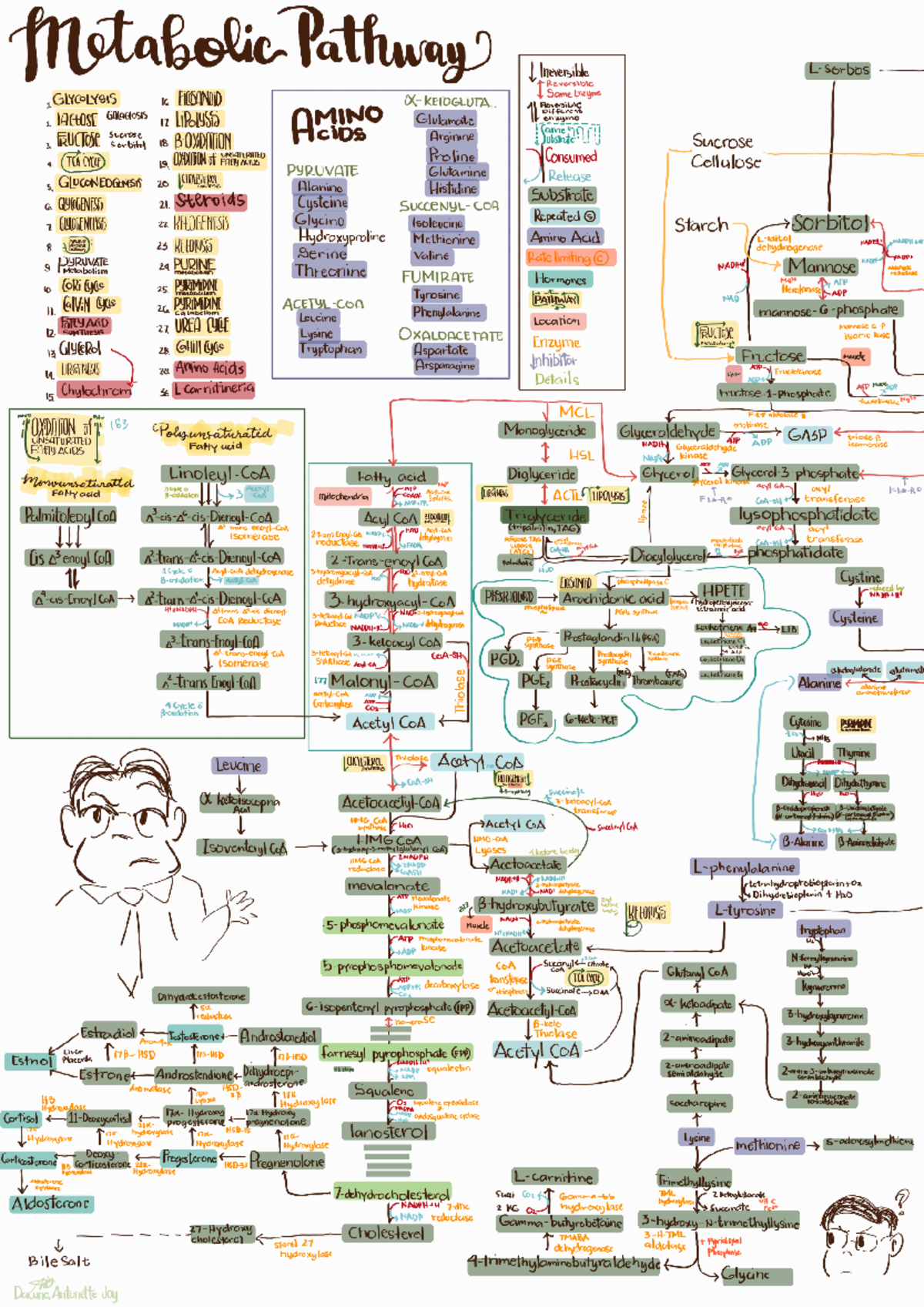 BSMT-2a-Metabolic-Map 240112 102024-1 - glutamine-PRPP amidotransferase ...