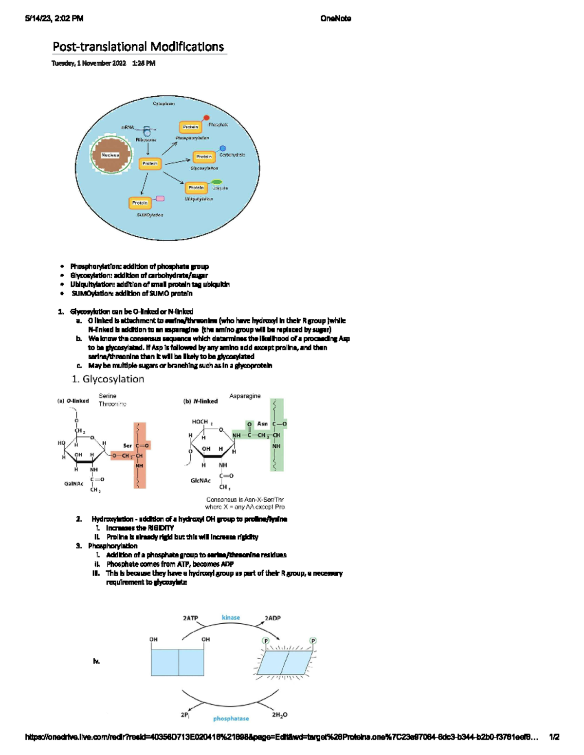 Post-translational protein modification - BIO00004C - Studocu