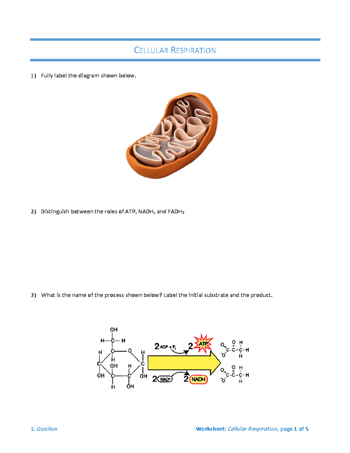 Worksheet - Cellular Respiration - CELLULAR RESPIRATION Fully label the ...