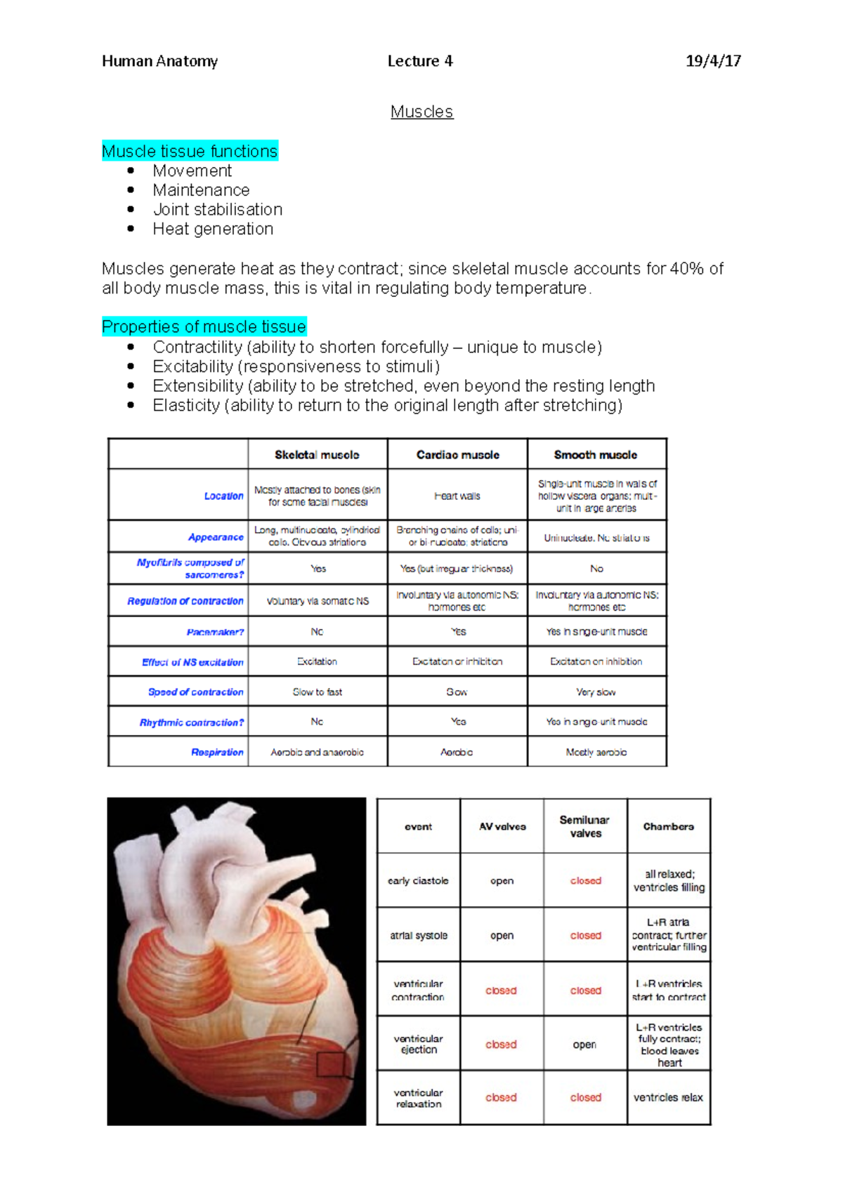 Muscles - Summary and notes of human anatomy. - Human Anatomy Lecture 4 ...