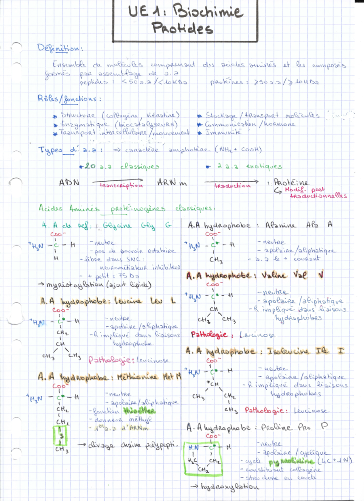 Fiche biochimie Protides - Bases De La Biochimie - Studocu