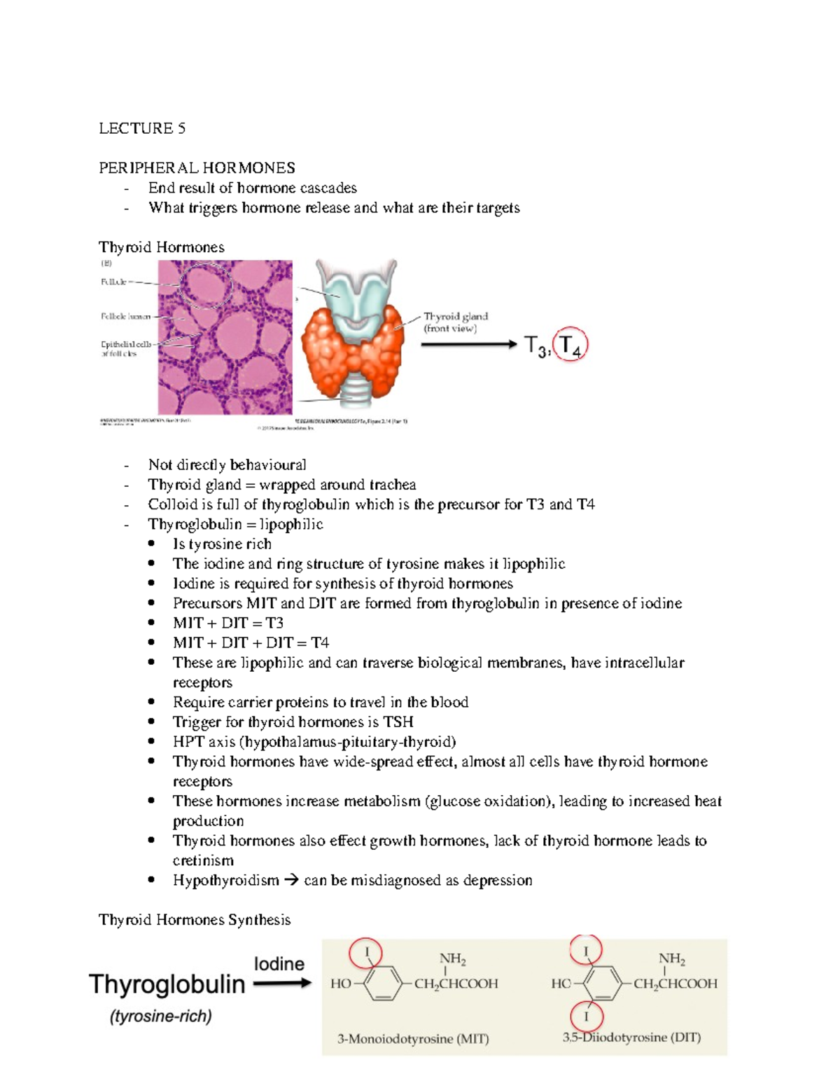 Lecture 5 Notes - LECTURE 5 PERIPHERAL HORMONES End result of hormone ...