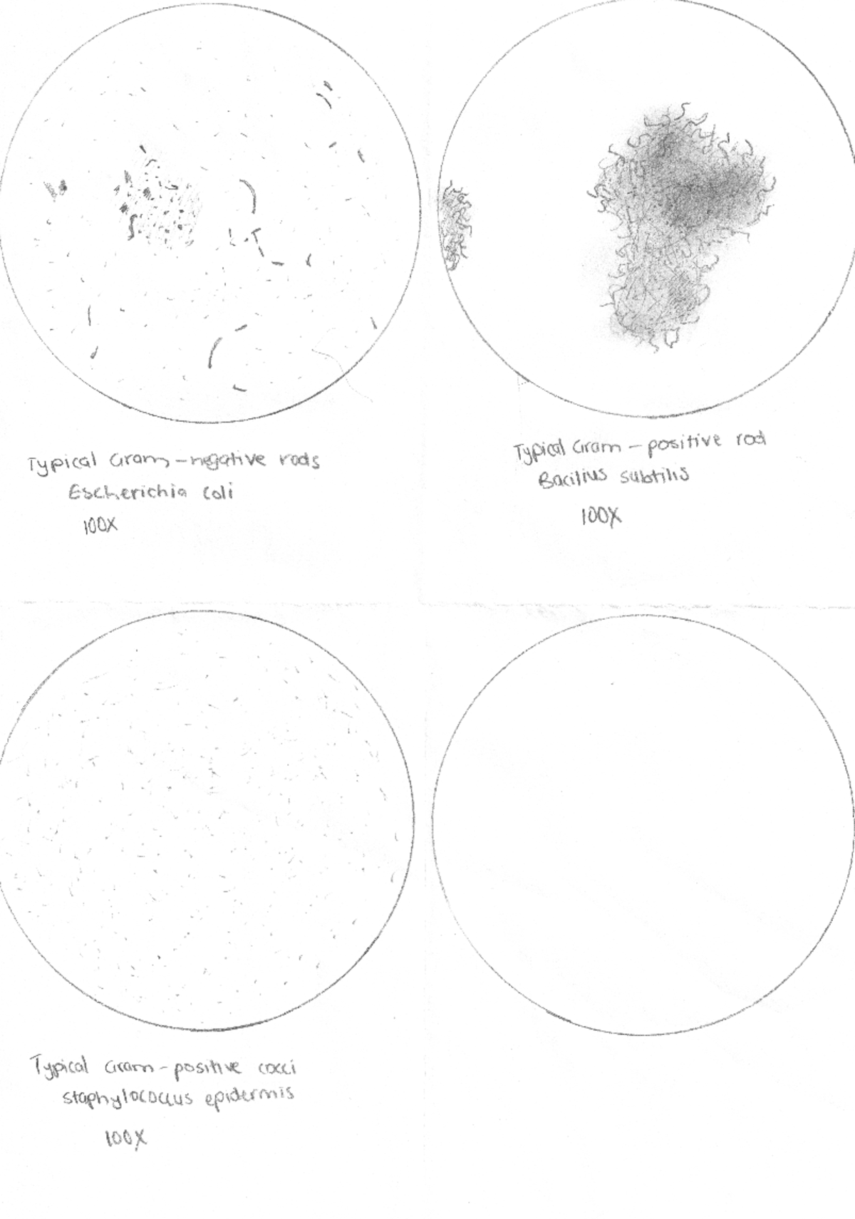 Microbe plates drawing - Biol1007 - Typical Gram - positive rod Typical ...