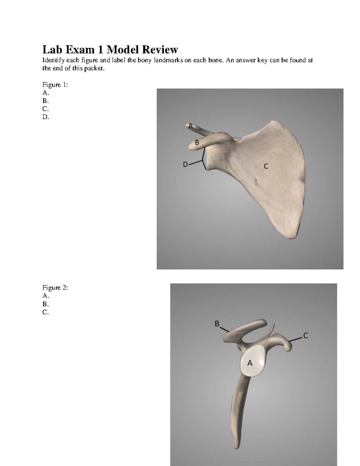 Lab Exam 1 Study - Lab Exam 1 Model Review Identify each figure and ...