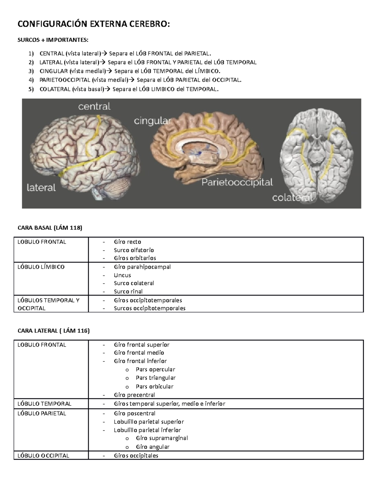N4 Conf ext e inf prosencéfalo- Telencéfalo- Ventrículos lat y 3º ...