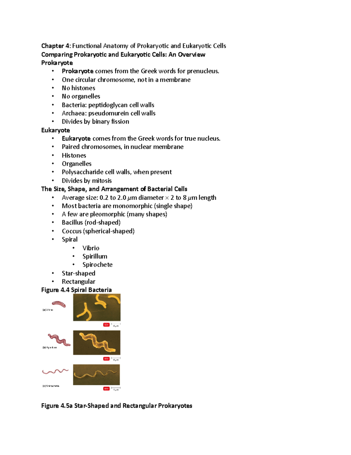 Chapter 4-6 Lecture Notes - Chapter 4: Functional Anatomy of ...
