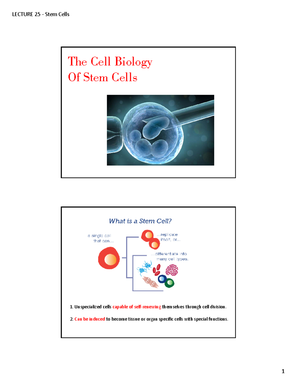 Lecture 25 - Stem Cells - Seibenhener - The Cell Biology Of Stem Cells ...