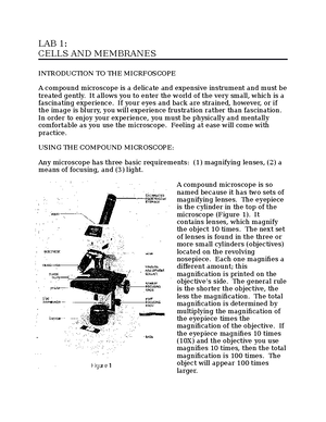 Bio 111 Lab 7 DNA electrophoresis - Lab 7: Analyzing DNA with Restriction Enzymes Restriction ...