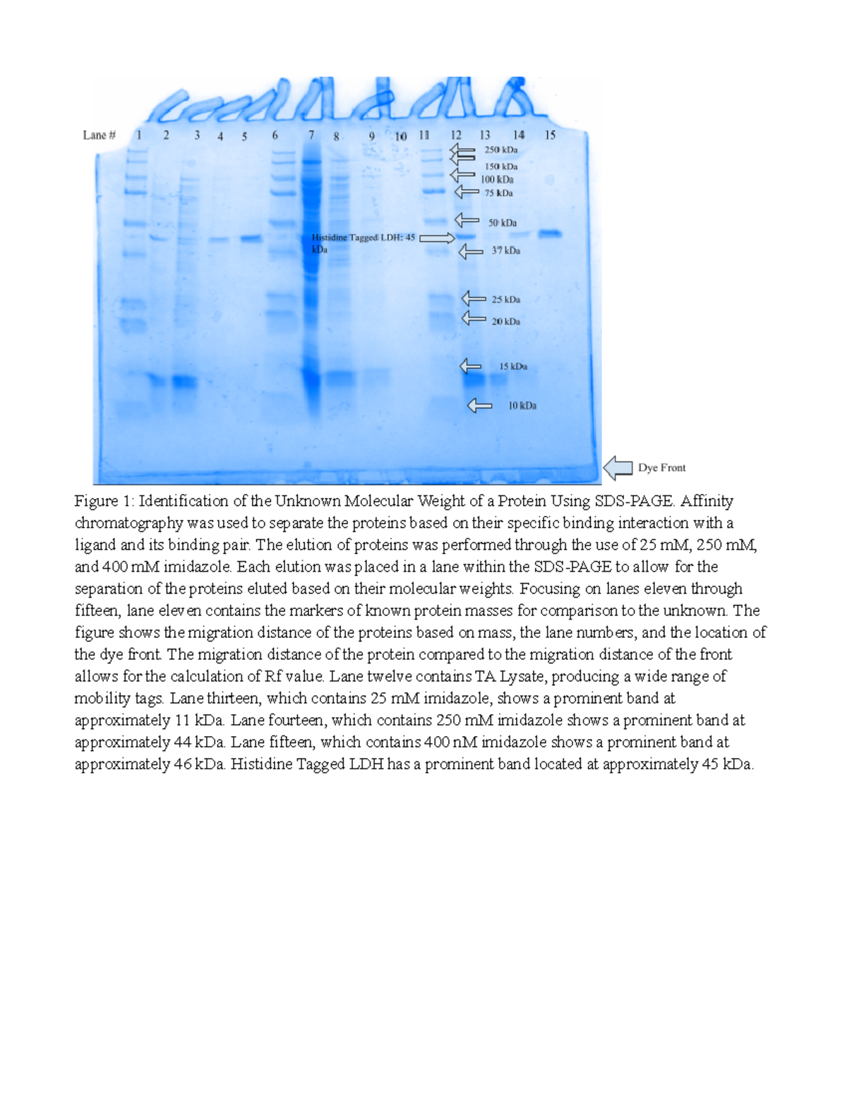 Affinity Chromatography Lab Figure - Figure 1: Identification of the ...