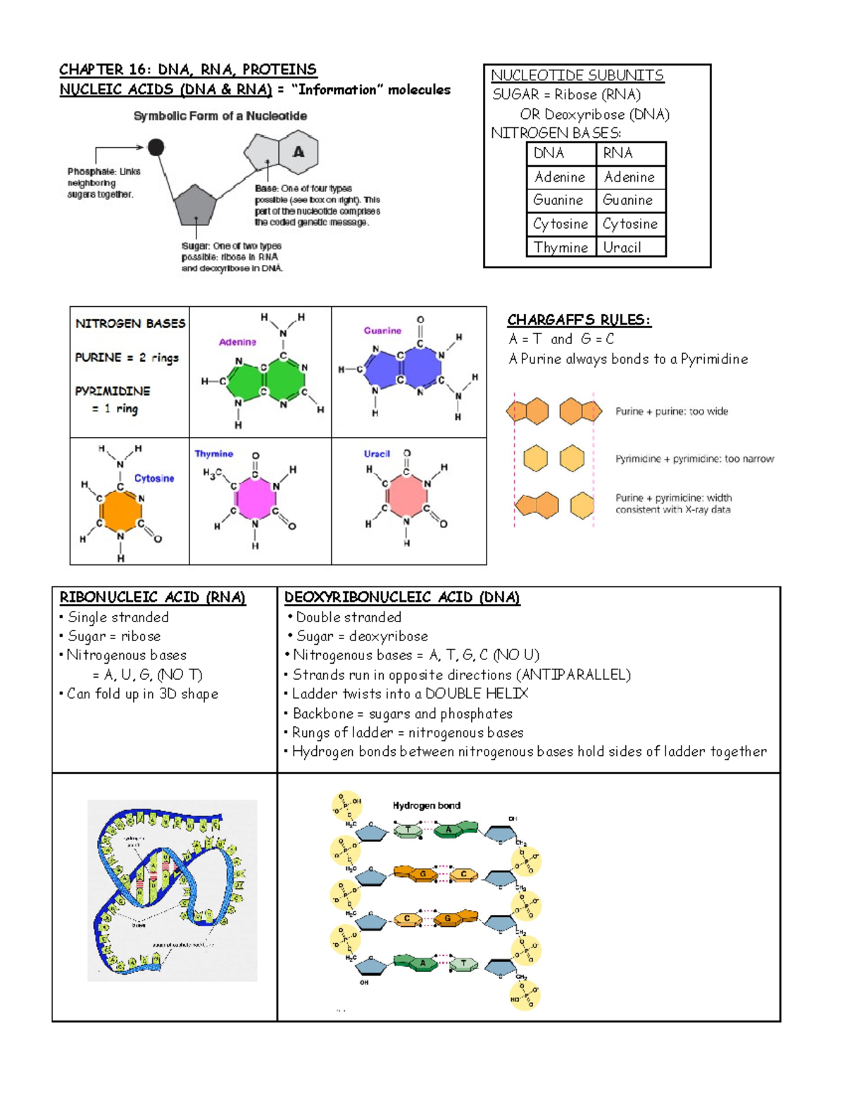All DNA Notes Combined - CHAPTER 16: DNA, RNA, PROTEINS NUCLEIC ACIDS ...