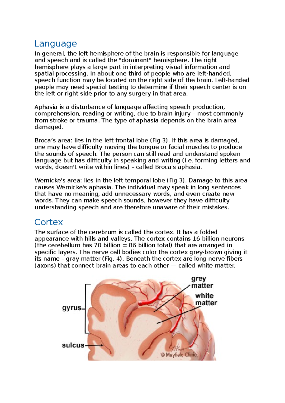 Languange and the cortex - Language In general, the left hemisphere of ...