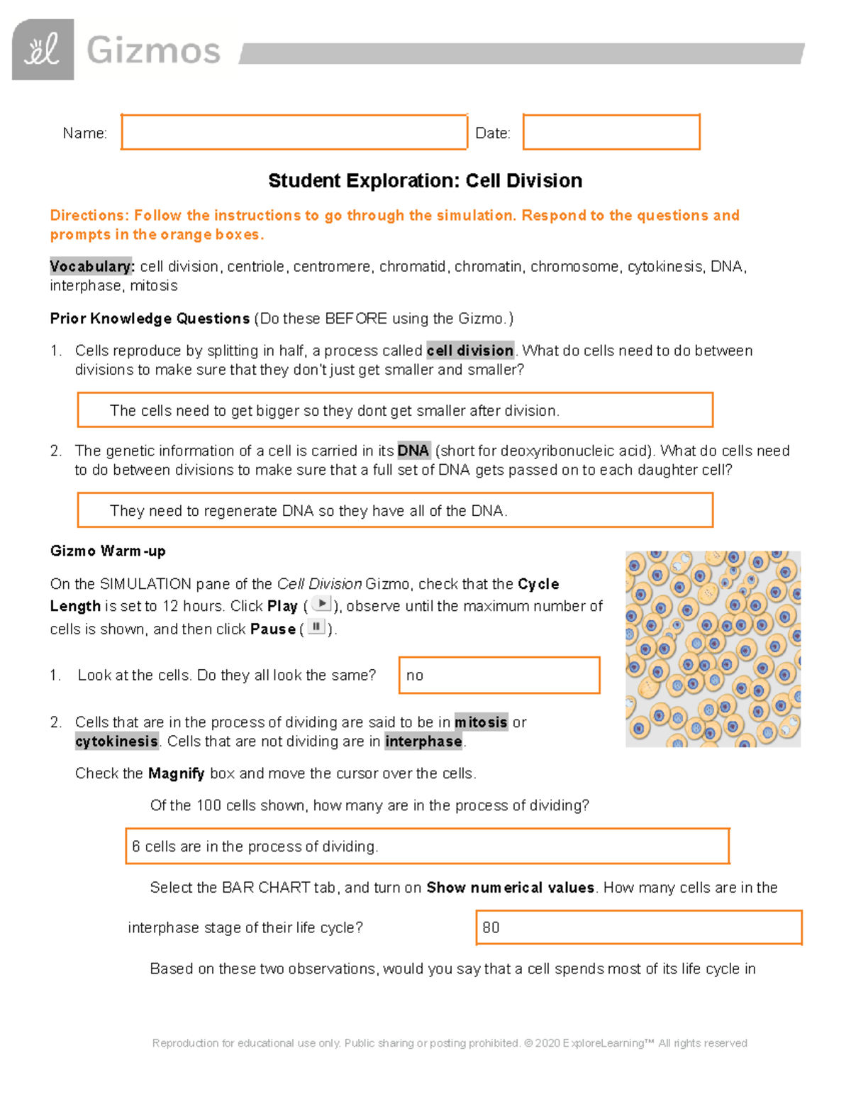 - Cell Division Gizmo - 6034369 - Name: Date: Student Exploration: Cell ...