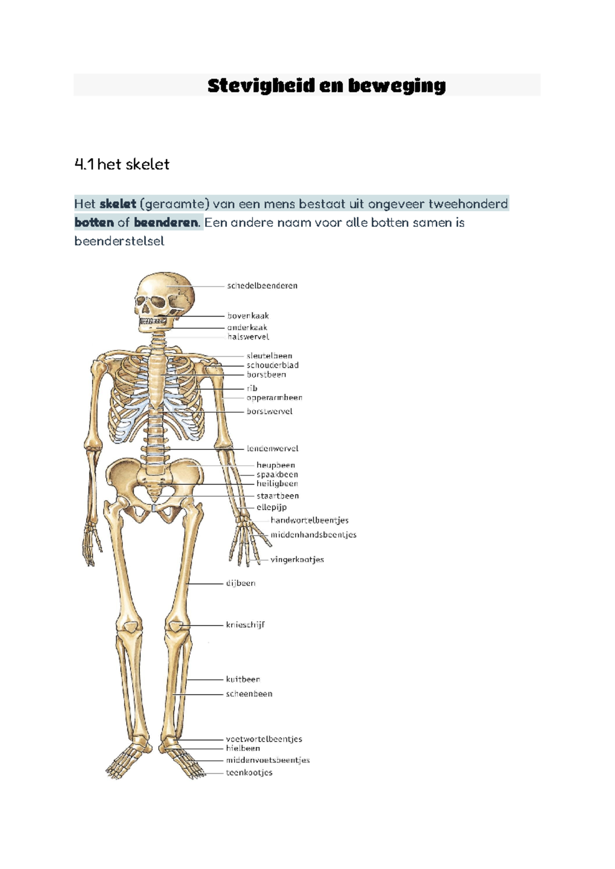 Bio 4 stevigheid en beweging - Stevigheid en beweging 4 het skelet Het ...
