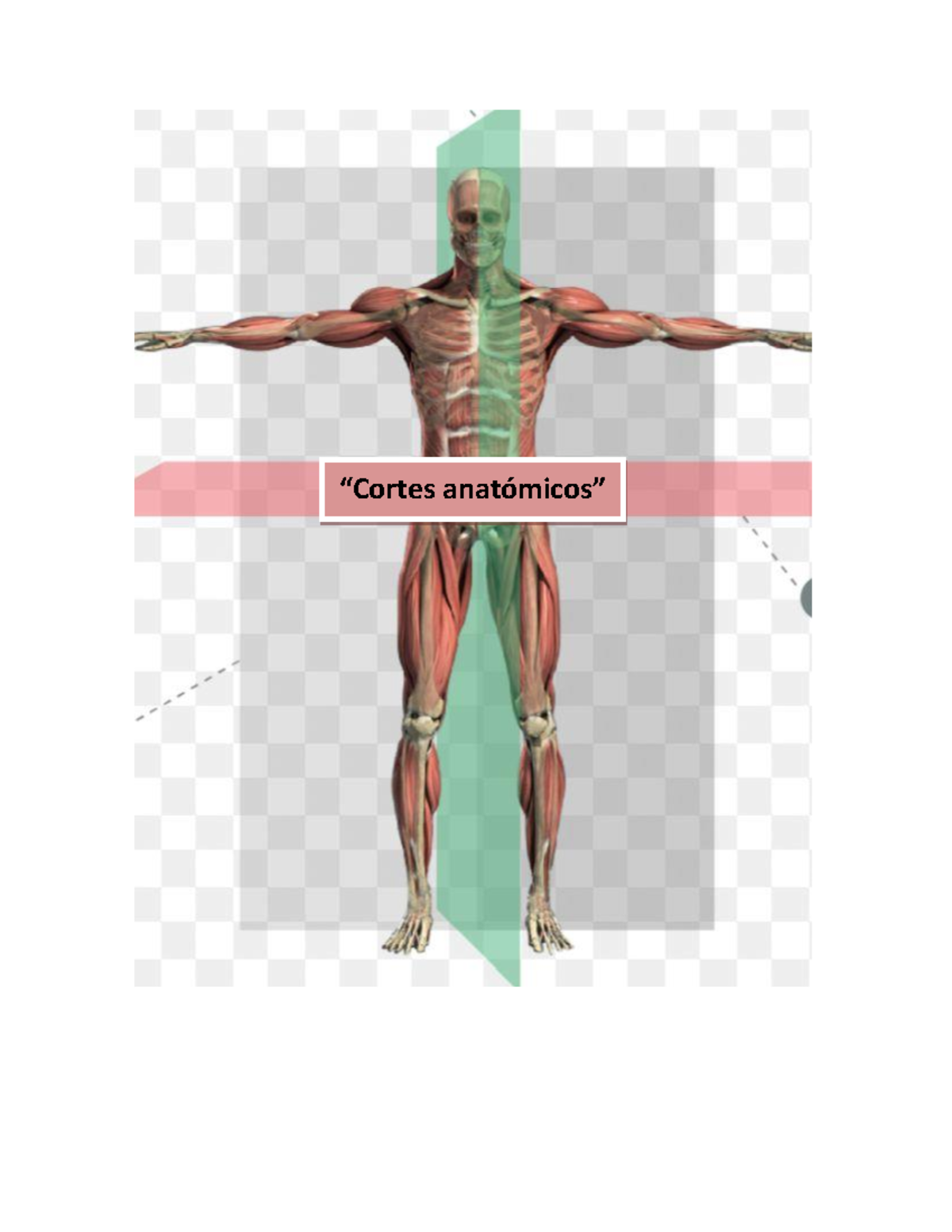 Cortes anatómicos - “Cortes anatÛmicos” Sagital: Es un corte anatÛmico ...