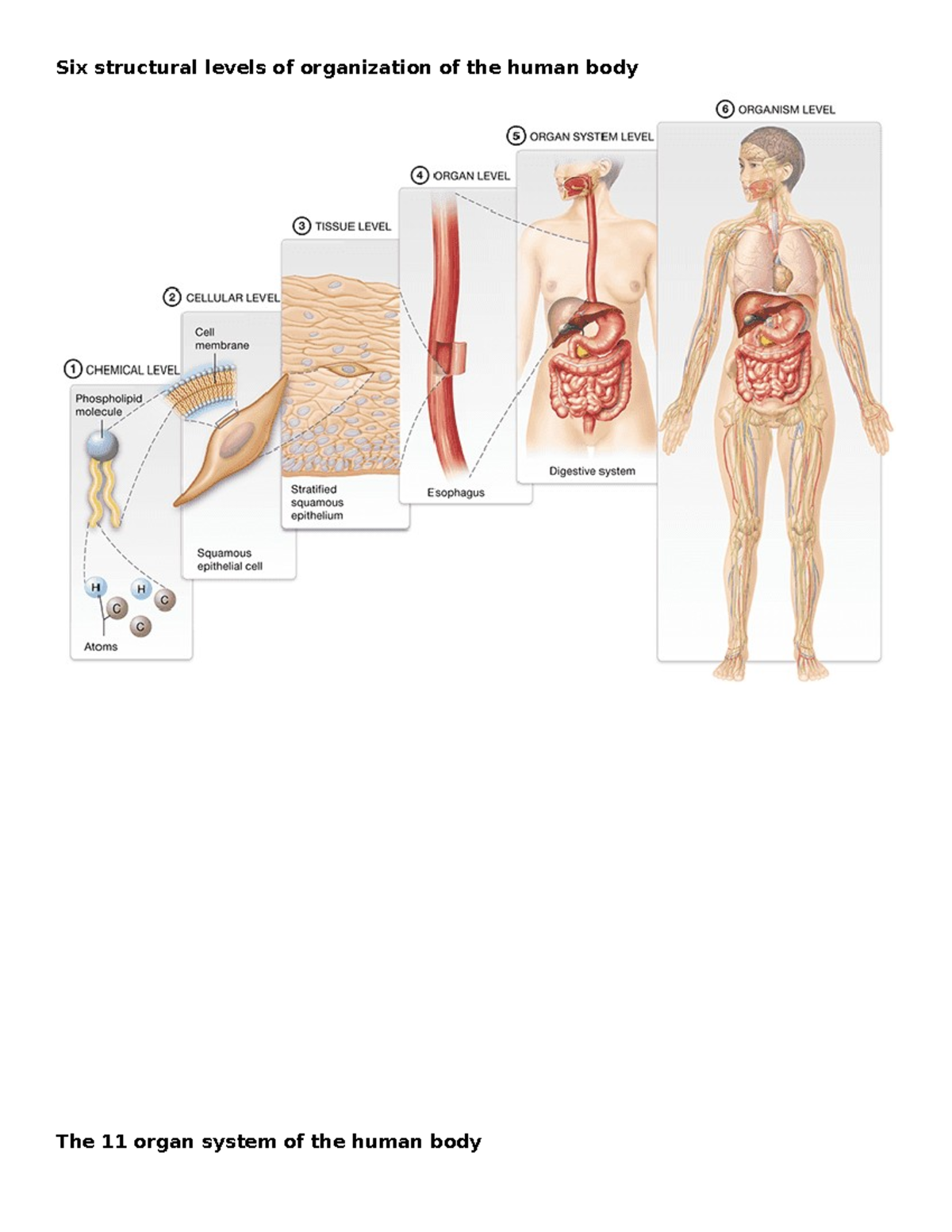 Aandp Ch 1 Practice Bio 168 Six Structural Levels Of Organization
