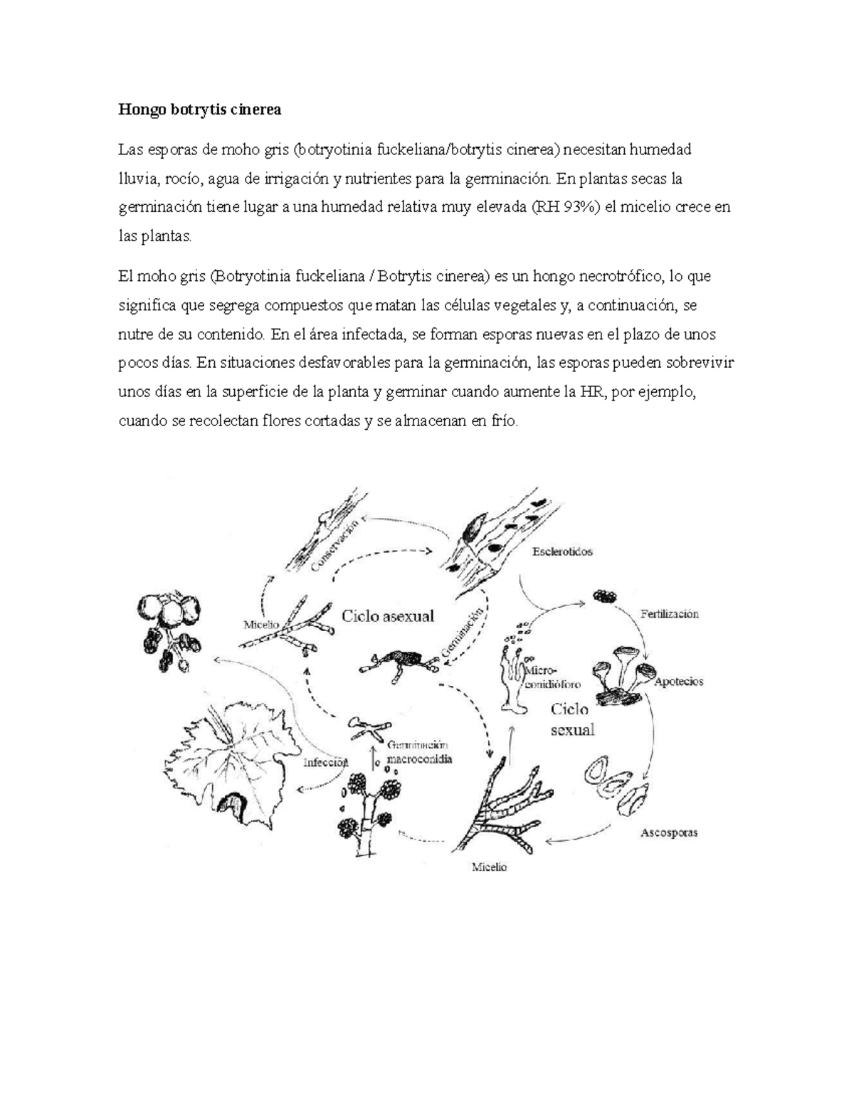 Hongo botrytis cinerea - En plantas secas la germinación tiene lugar a ...